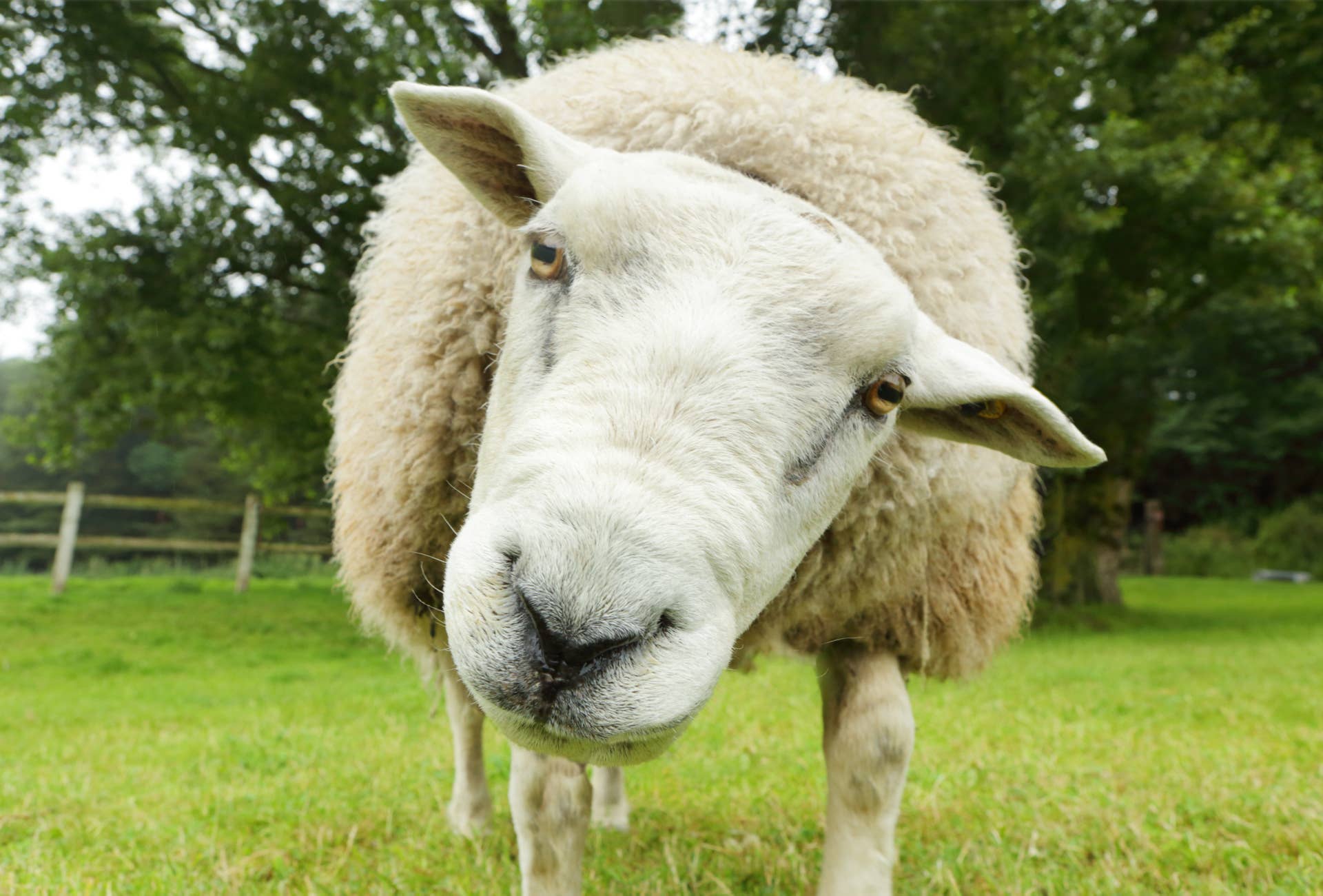 Montana Man Pleads Guilty to Giant Hybrid Sheep Clone Scheme