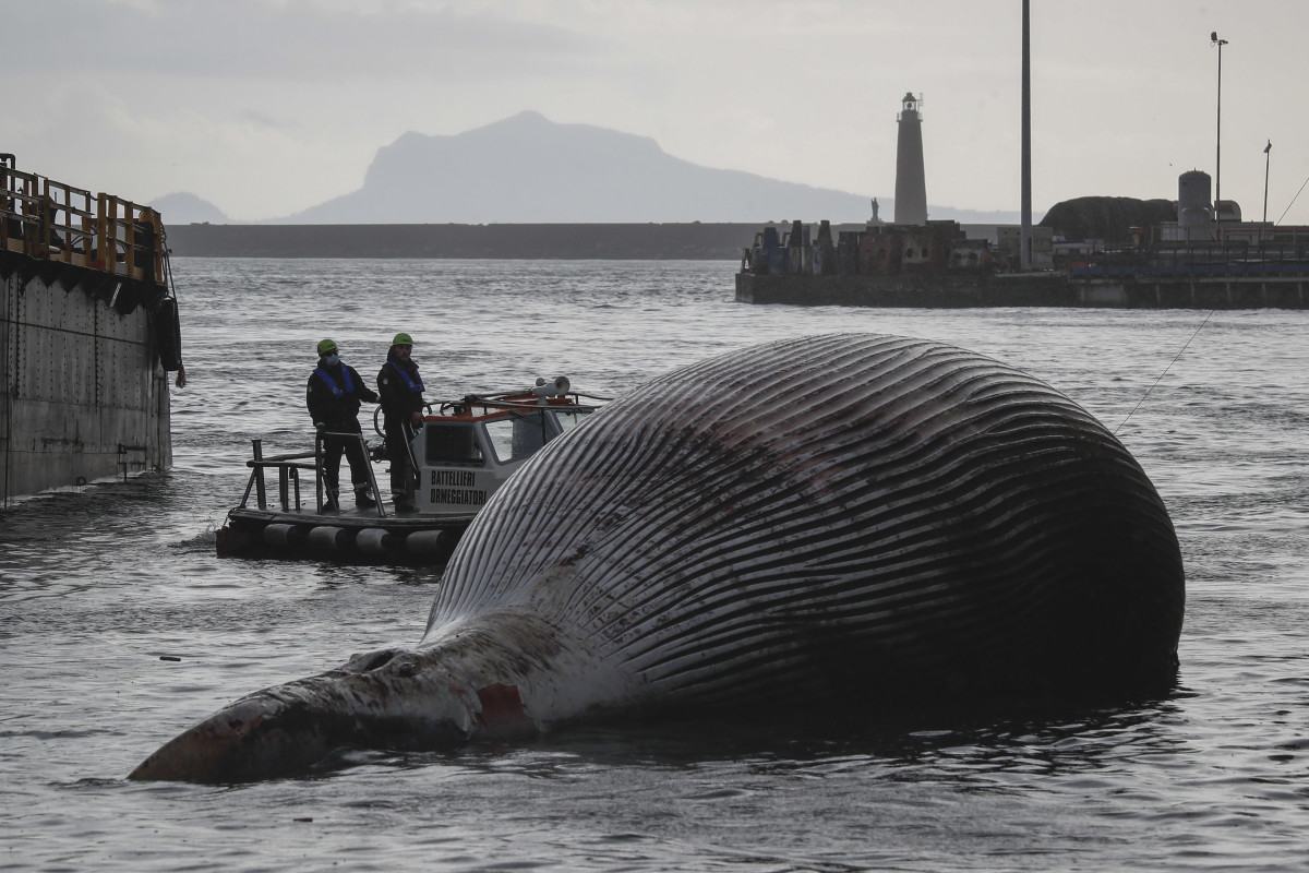 Fishermen Discover Huge Whale Carcass Off Norway Close to Exploding