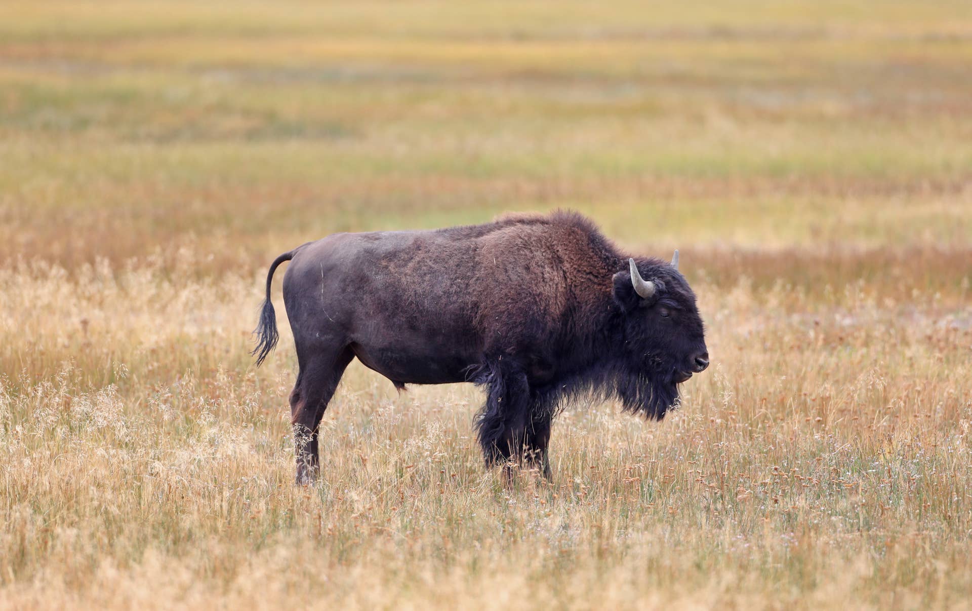 Yellowstone National Park Visitor Charged by Bison After Roaring at Animal