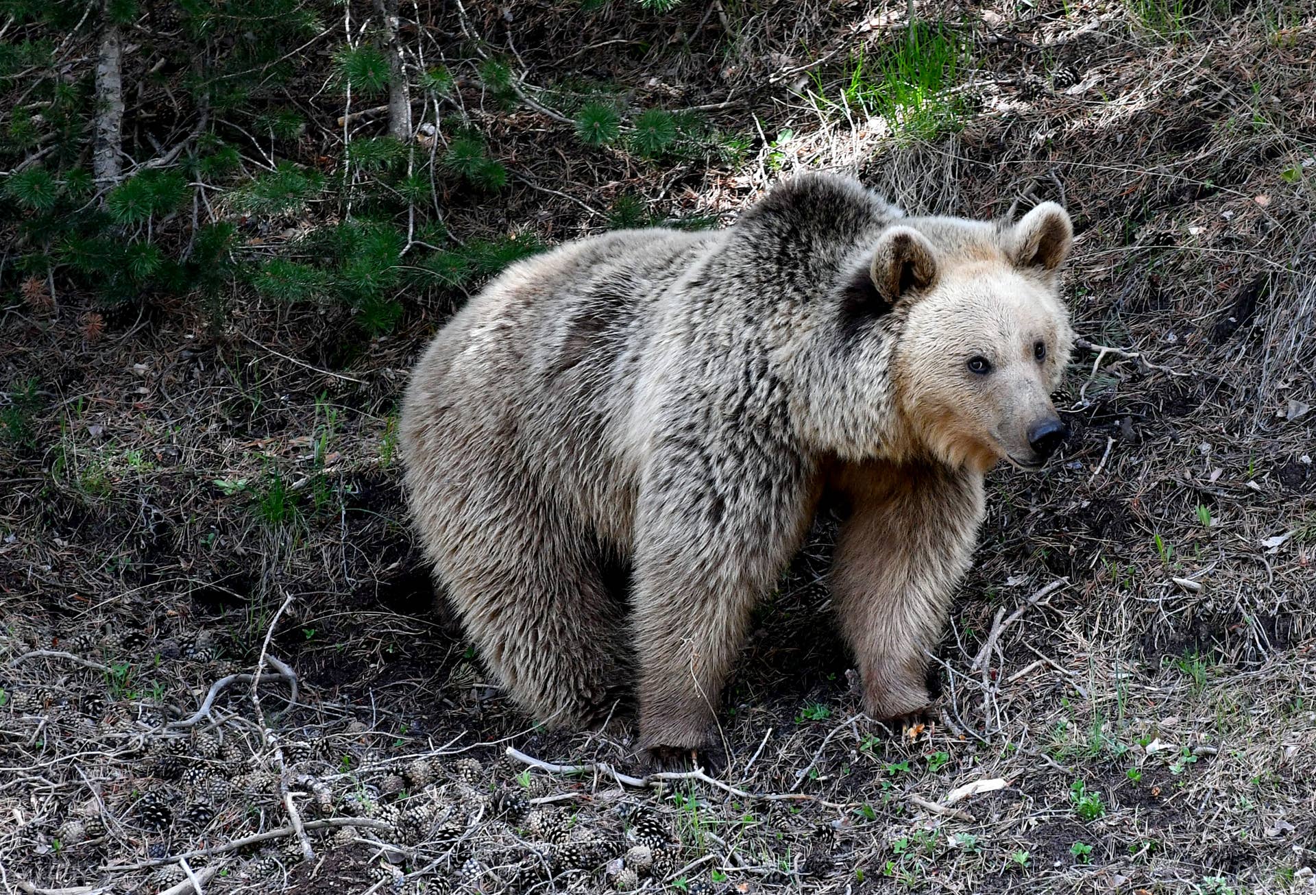 Veteran Mauled by Grizzly Bear on Honeymoon Looks Back on Terrifying ...