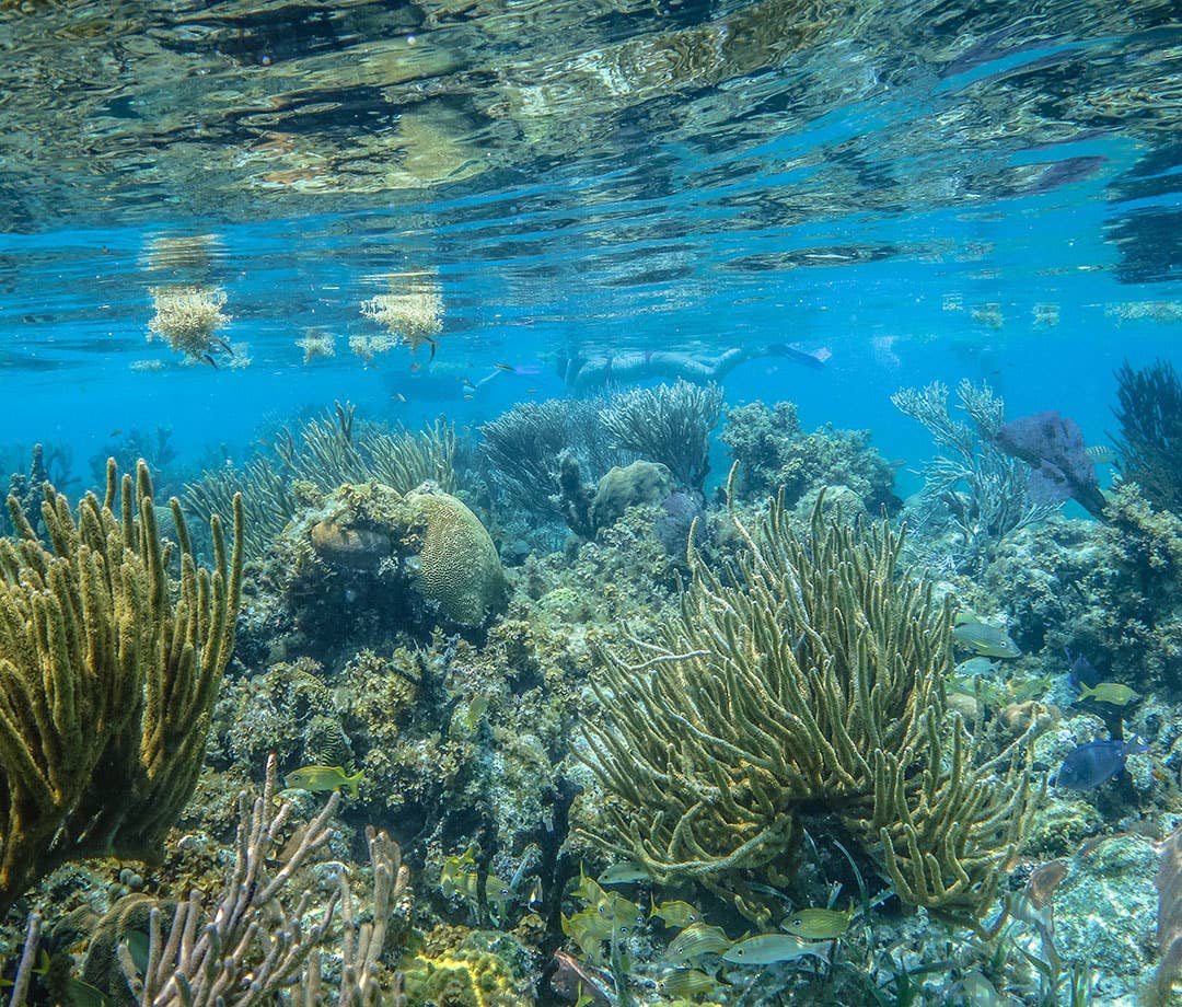 Glover's Reef, Belize: the Ultimate Island Adventure