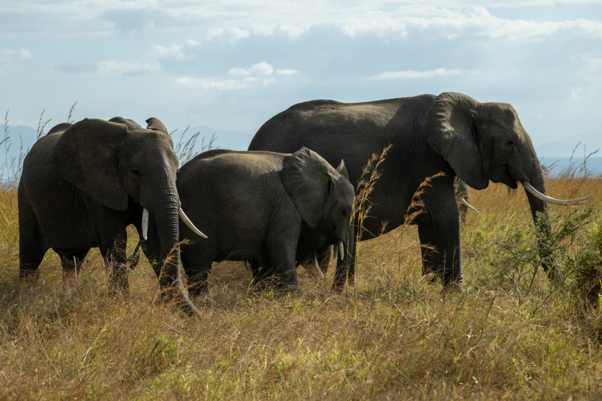 Spanish Tourist Trampled to Death in South Africa by Elephants