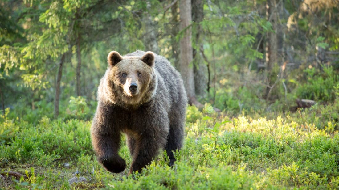 Hunter Accidentally Shot While Being Mauled by a Bear