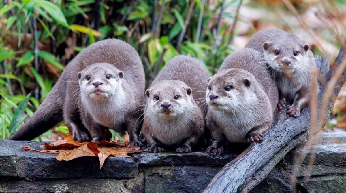 Jogger Injured After Being Attacked by a Pack of Wild Otters