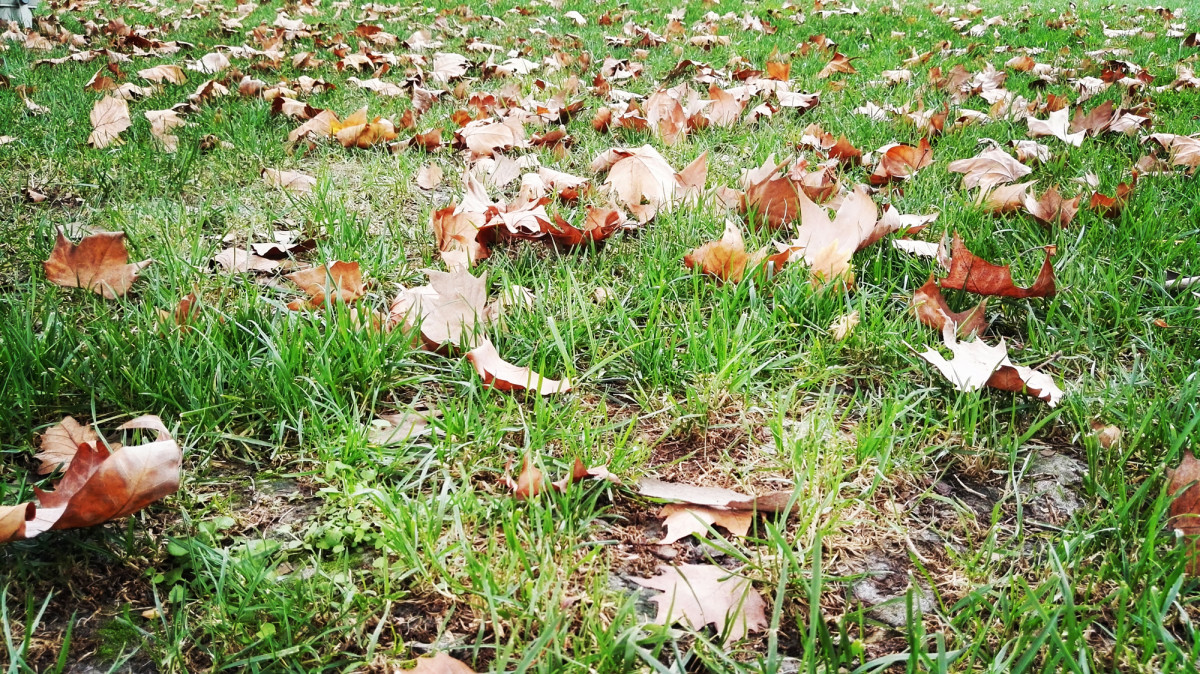 Can you plant grass seed in the fall store