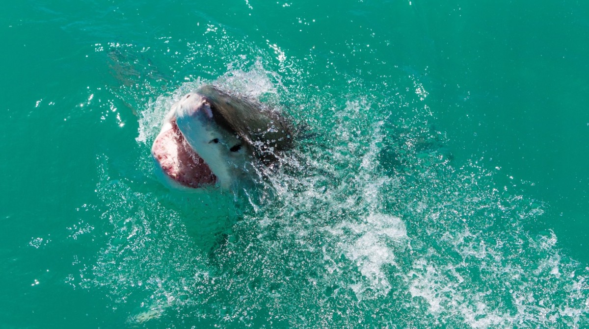 German Tourist Dies After Losing Leg in Canary Islands Shark Attack
