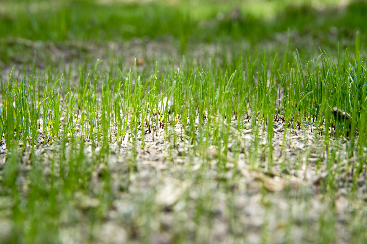 Dormant Grass Seeding Will Improve Next Years Lawn Mens Journal Home Living Handbook