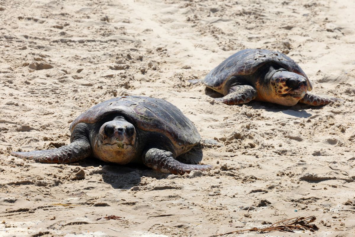 400-Pound Mother Turtle Gets Help From Good Samaritans - Men's Journal