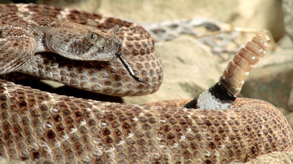 20 Rattlesnakes Removed From Arizona Home on Video