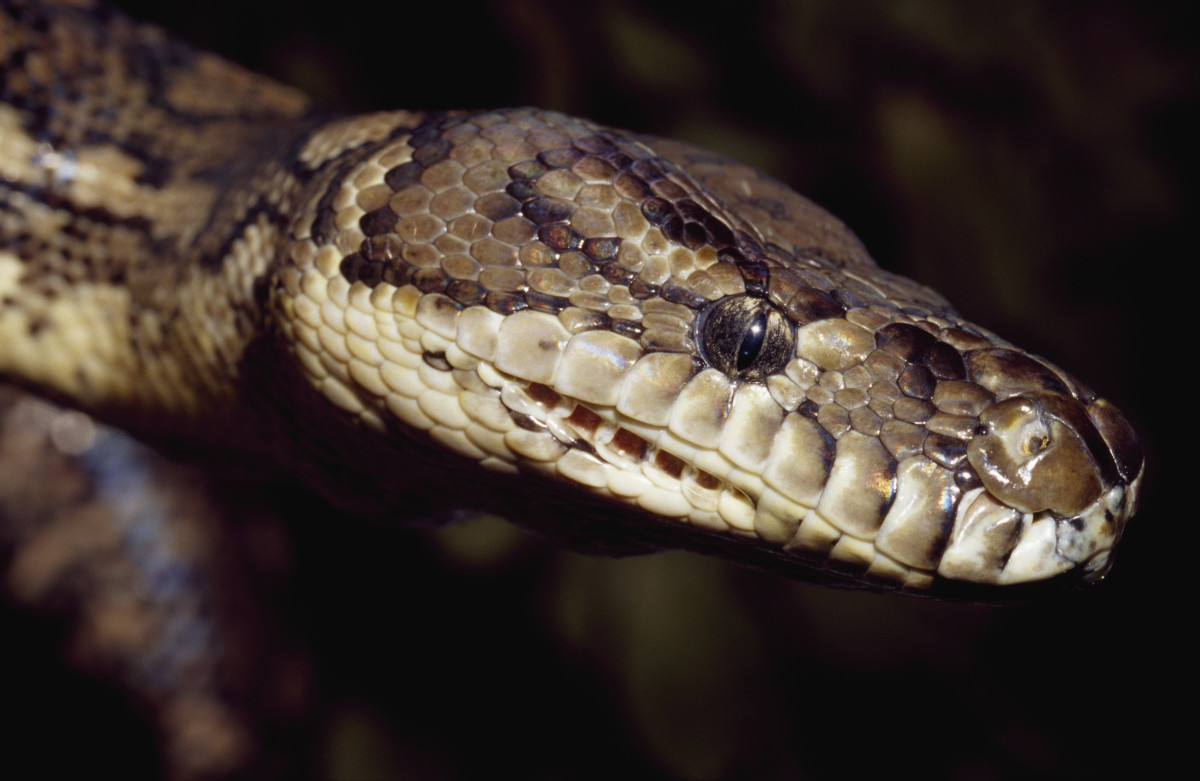 Python Hides Out in Car Engine of Wisconsin Couple - Men's Journal
