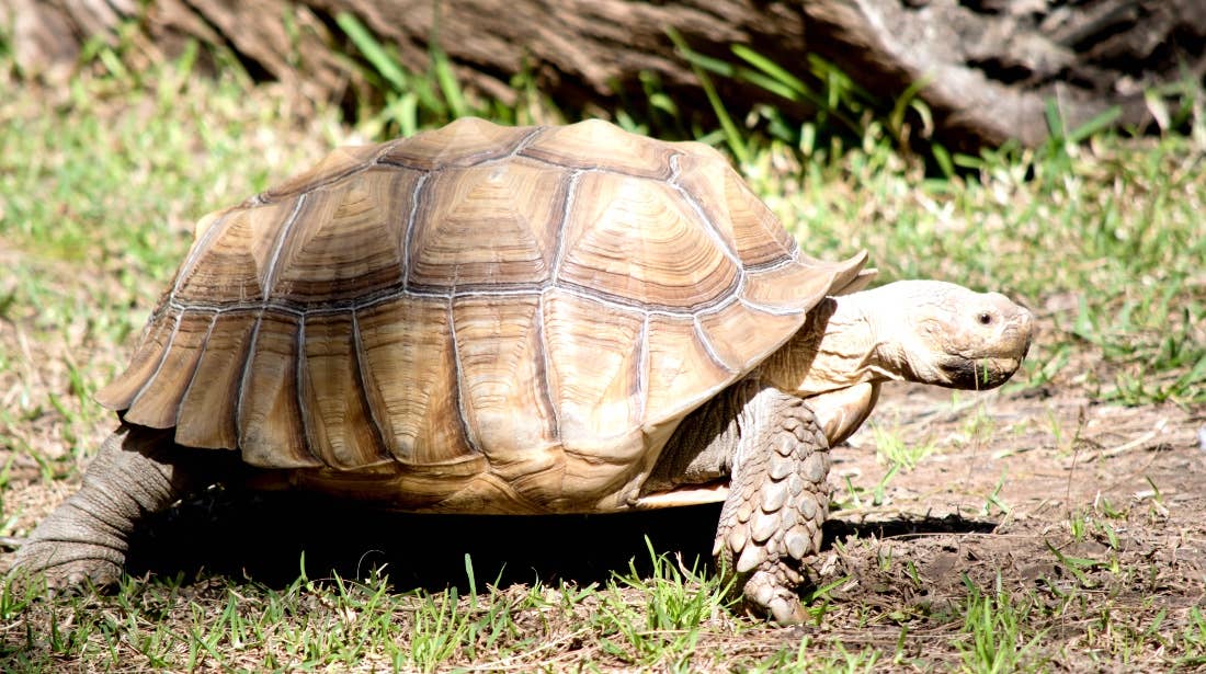 Giant Tortoise Named Frank The Tank Seeks New Home For Next, 45% OFF