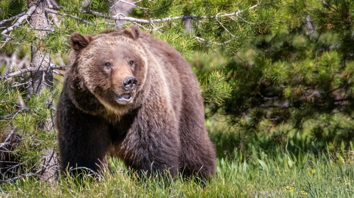 Couple Dead in Grizzly Bear Attack in Banff National Park - Men's Journal Couple Dead in Grizzly Bear Attack in Banff National Park - Men's Journal