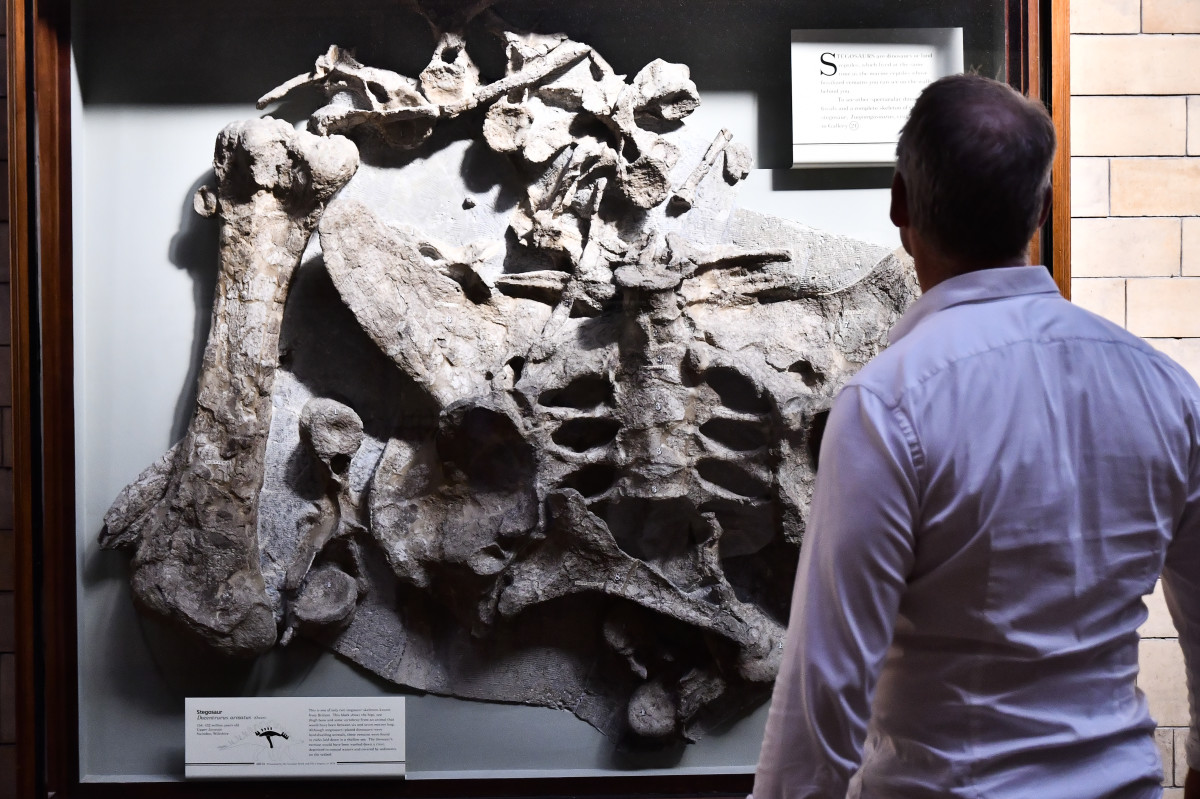 New Study Reveals What Really Caused Dinosaurs to Go Extinct