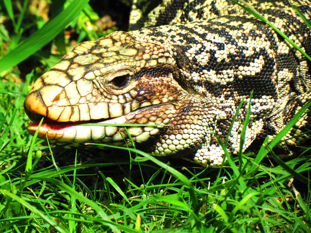 Georgia Kids Find Argentine Giant Lizard Under Woman's Porch