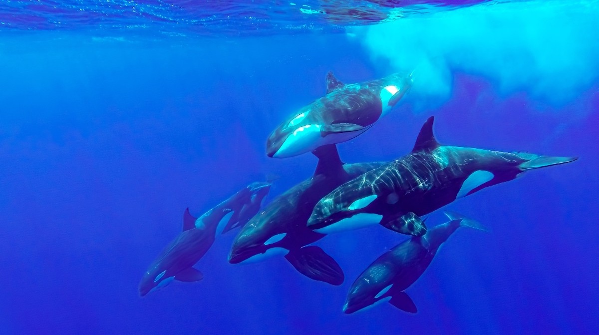 Orcas Sink Polish Yacht After Relentless, 45-Minute Attack - Men's Journal