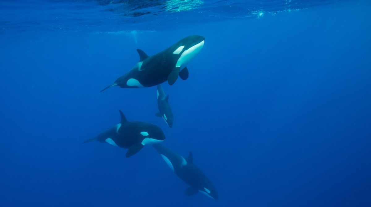 Heartbreaking Video Shows 2 Young Orcas Trying to Save Dying Older ...