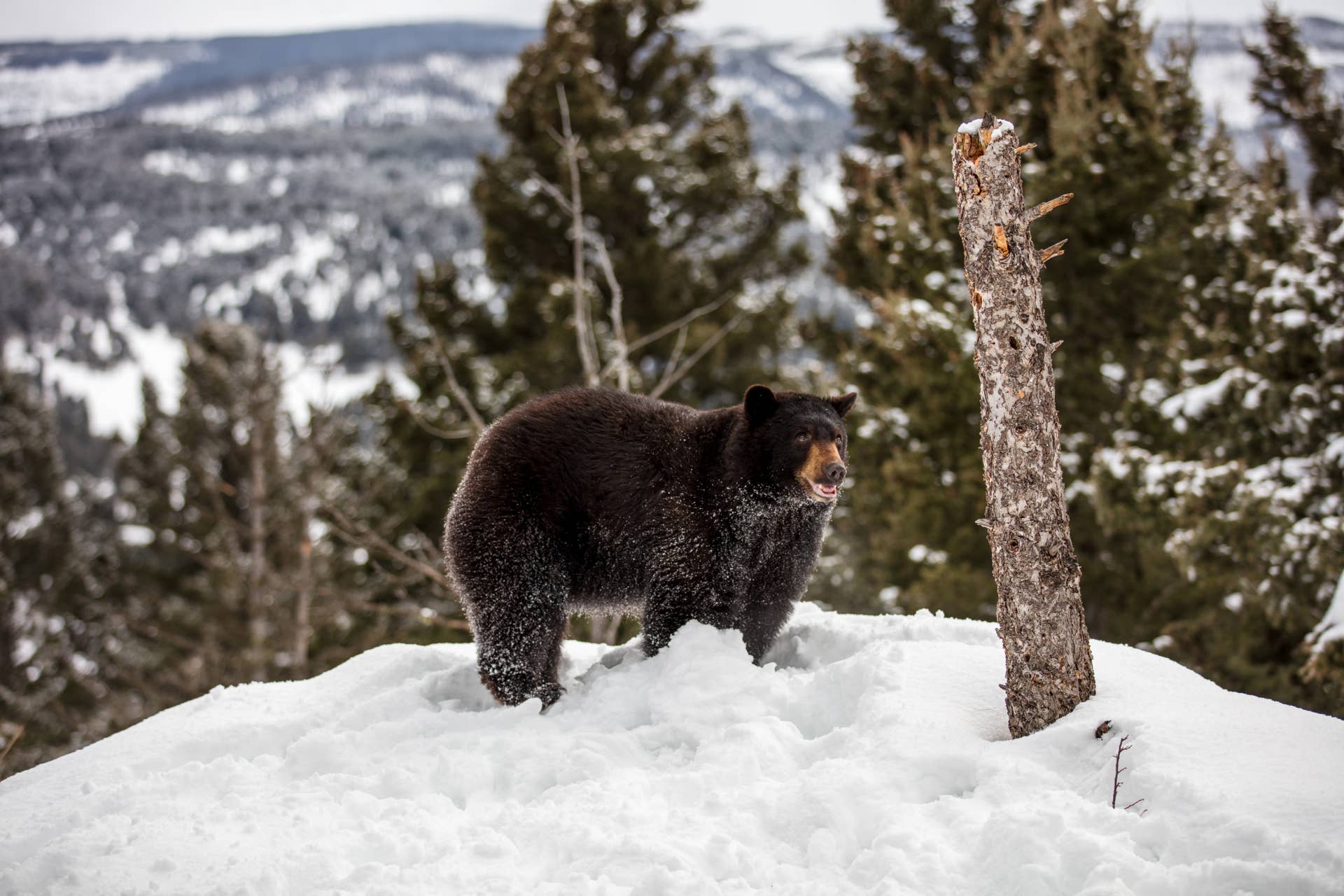 California Skier Captures Tense Video of Close-Call With Black Bear on ...