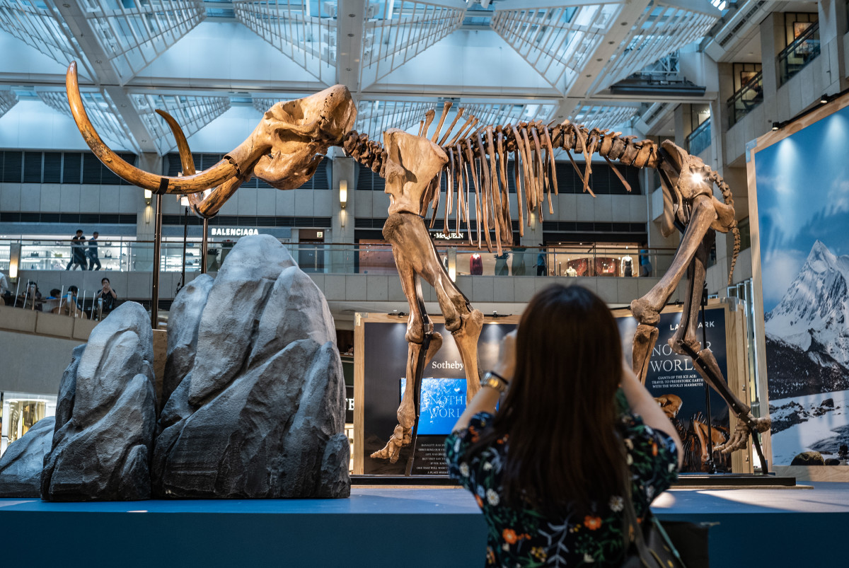 Can Dire Wolf Scientists Bring Back the Dinosaurs & Woolly Mammoth?