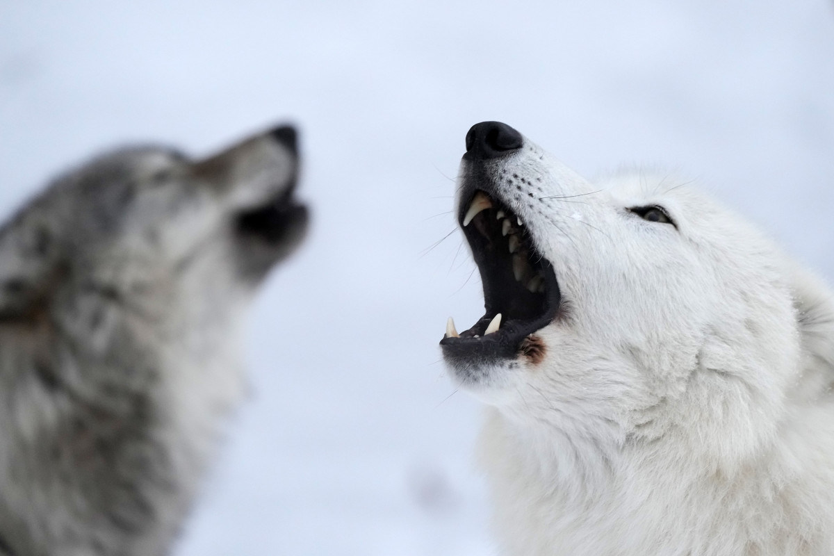 Video Shows 1st Dire Wolf Howl in 10,000 Years