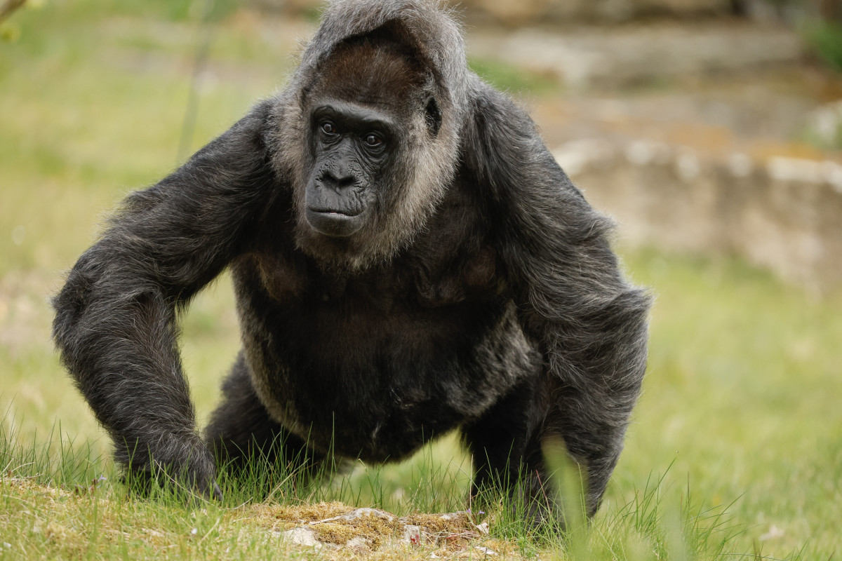 Jacked Silverback Gorilla Silverback Gorilla Shows Off His Strength To