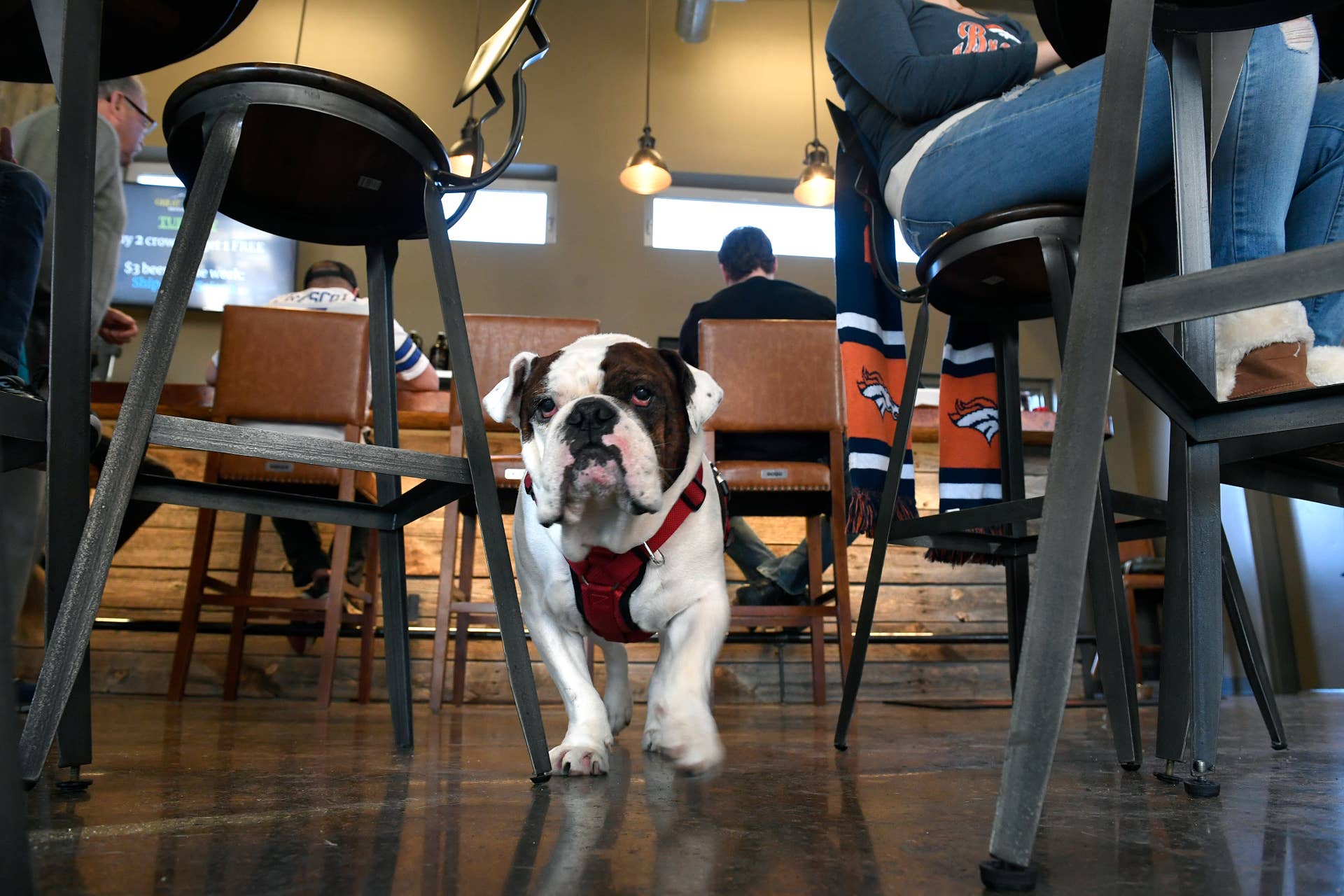 Beloved Dog-Friendly Bar Has Closed Its Location