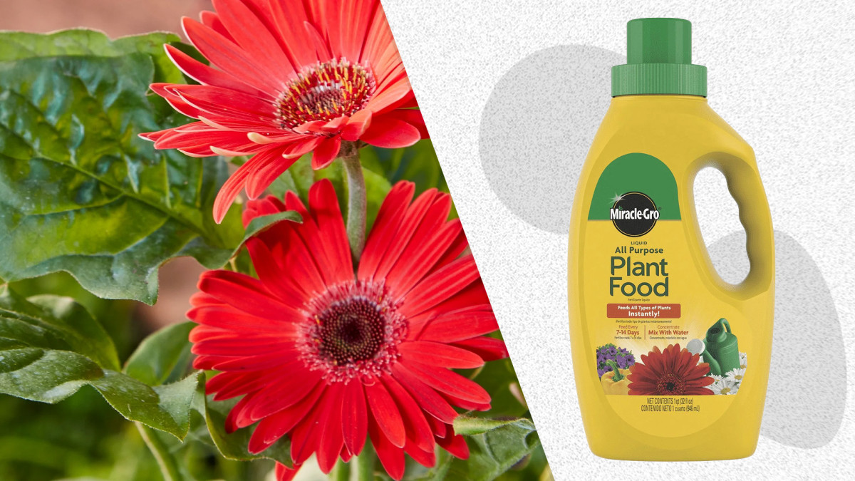 Miracle-Gro’s All-Purpose Plant Food Is 72% Off at Walmart