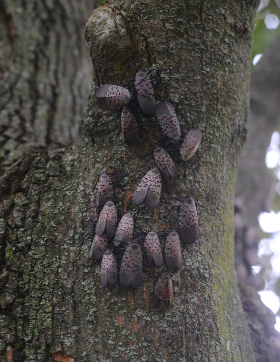 Spotted Lanternflies Are Back. Here’s Why the USDA Wants You to Kill Them