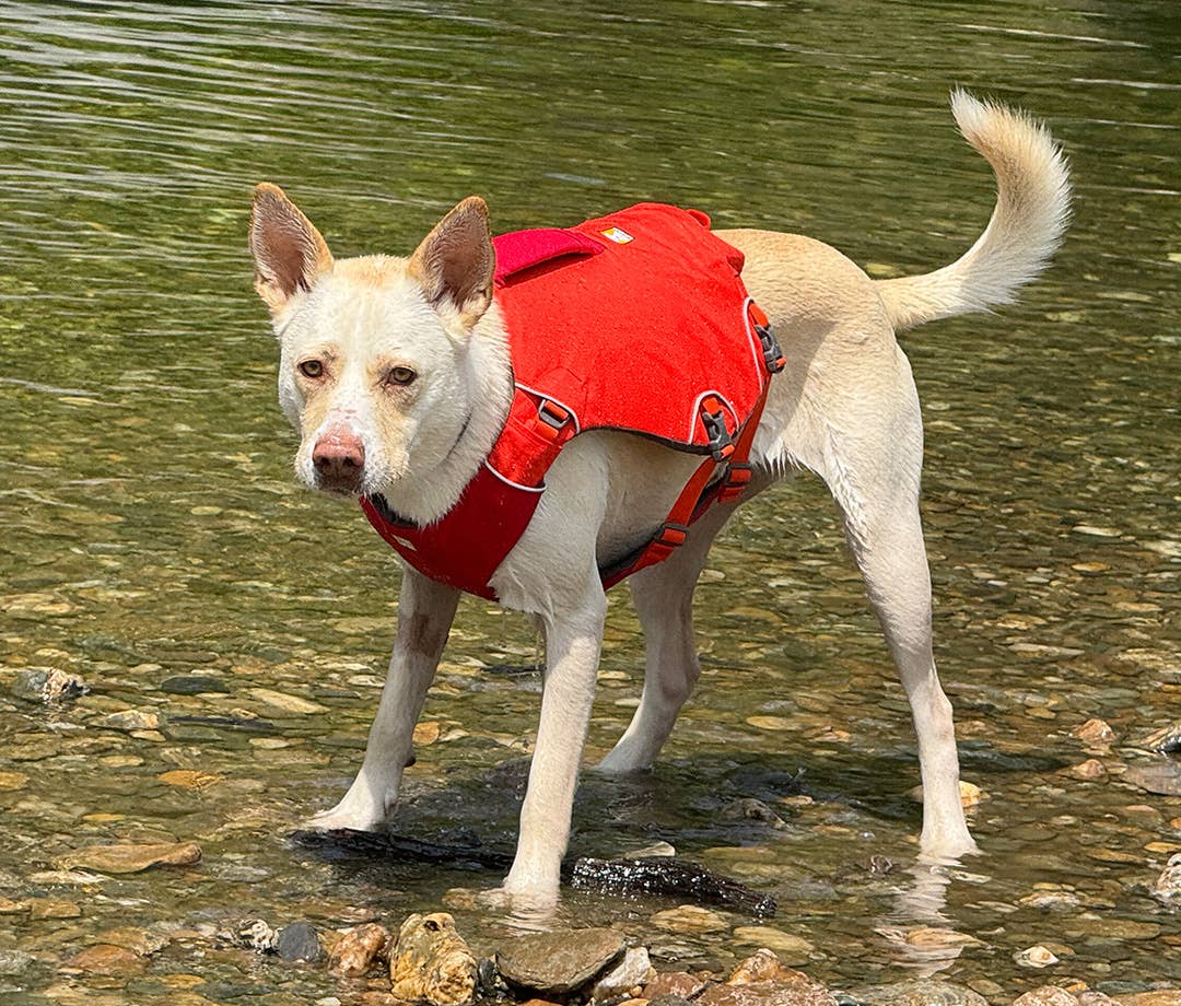 Best Dog Camping Gear of 2025, Tested and Reviewed