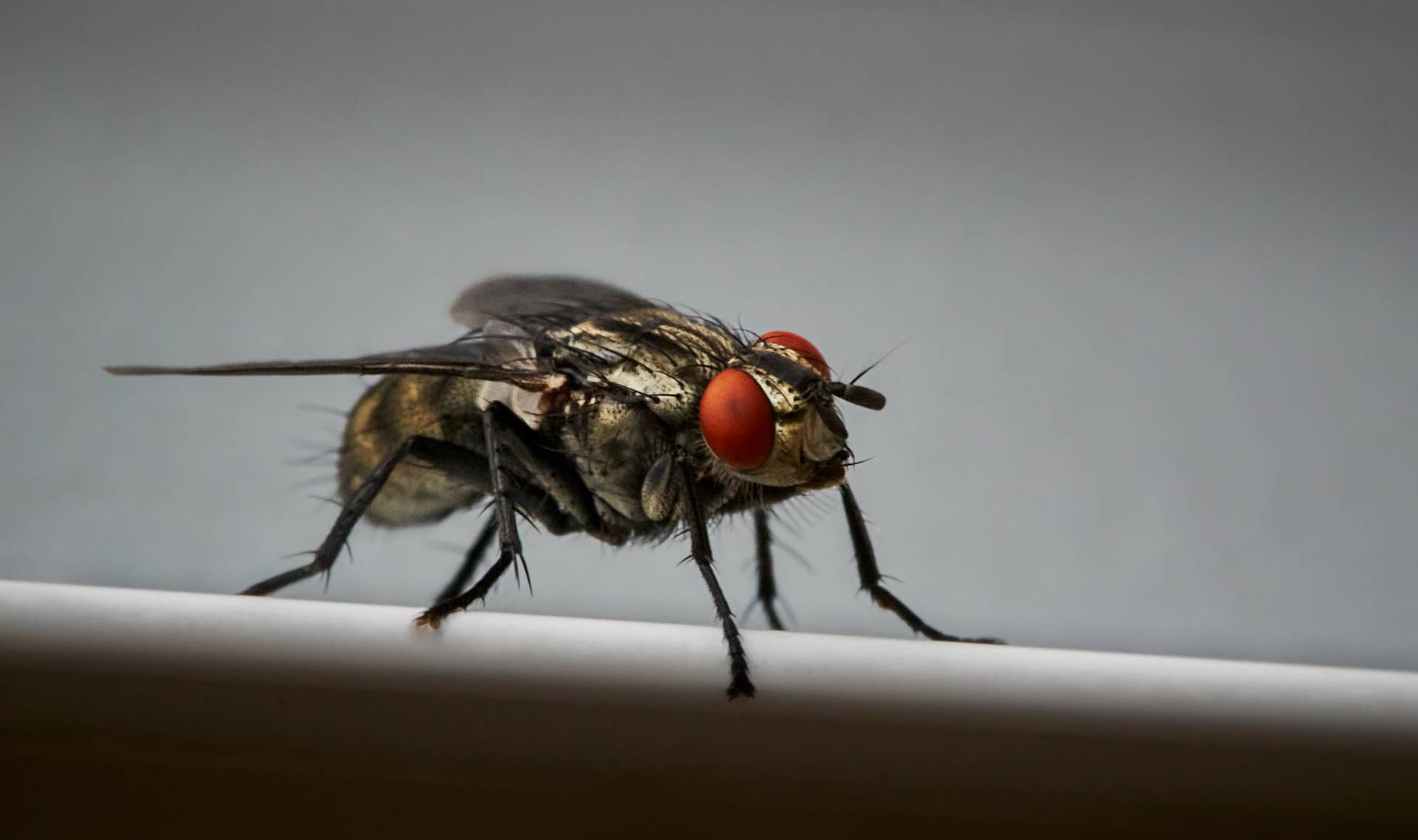 Massive Fly Factory Will Mass-Produce Flesh-Eating Parasites, But for a ...