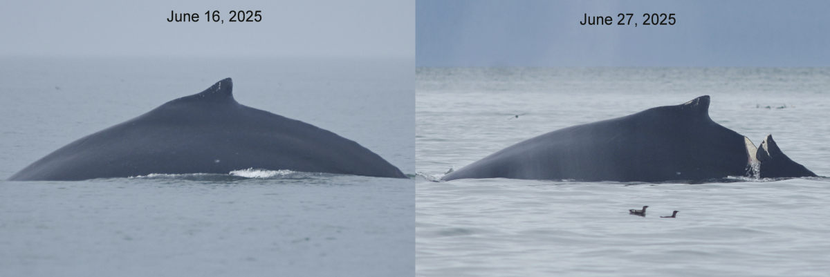 Whale Suffers Severe Injury From Boat Strike in Iconic National Park