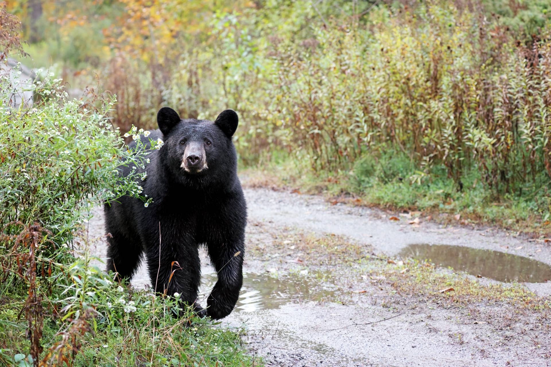 How One Hiker Saved Her Dog From the Jaws of an Angry Bear