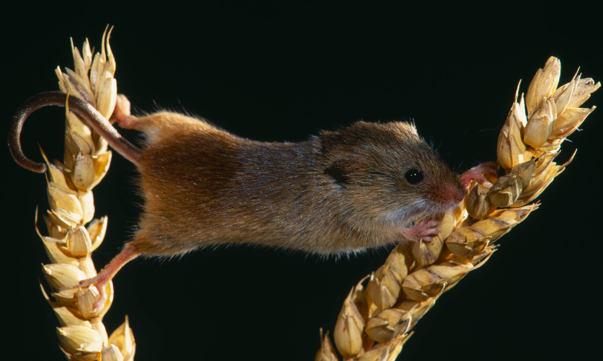 What do Wimbledon’s 55,000 Surplus Tennis Balls and Harvest Mice Have ...