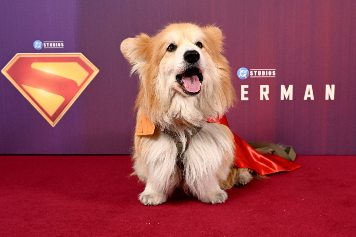 'Superman' May Be Saving Lives in the Real World. All Thanks to Krypto ...