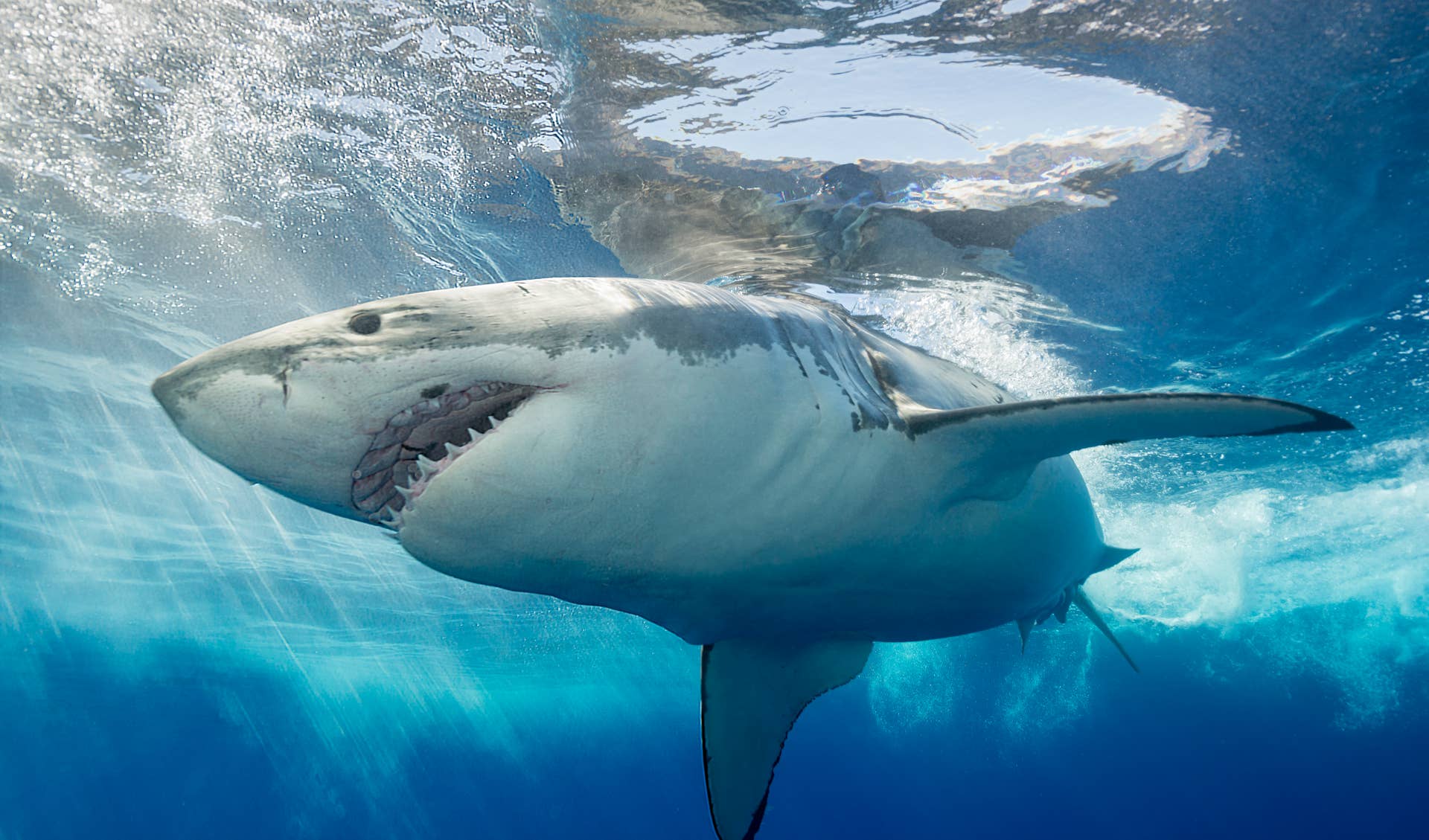 Largest Great White Shark on Record Swimming Off Popular Tourist ...