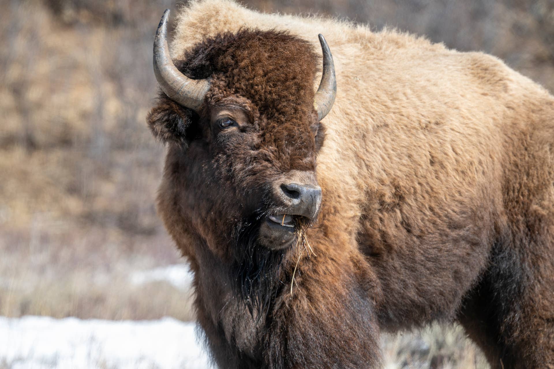 Incredible Footage Shows Bison Fighting Off Wolf Pack in Yellowstone
