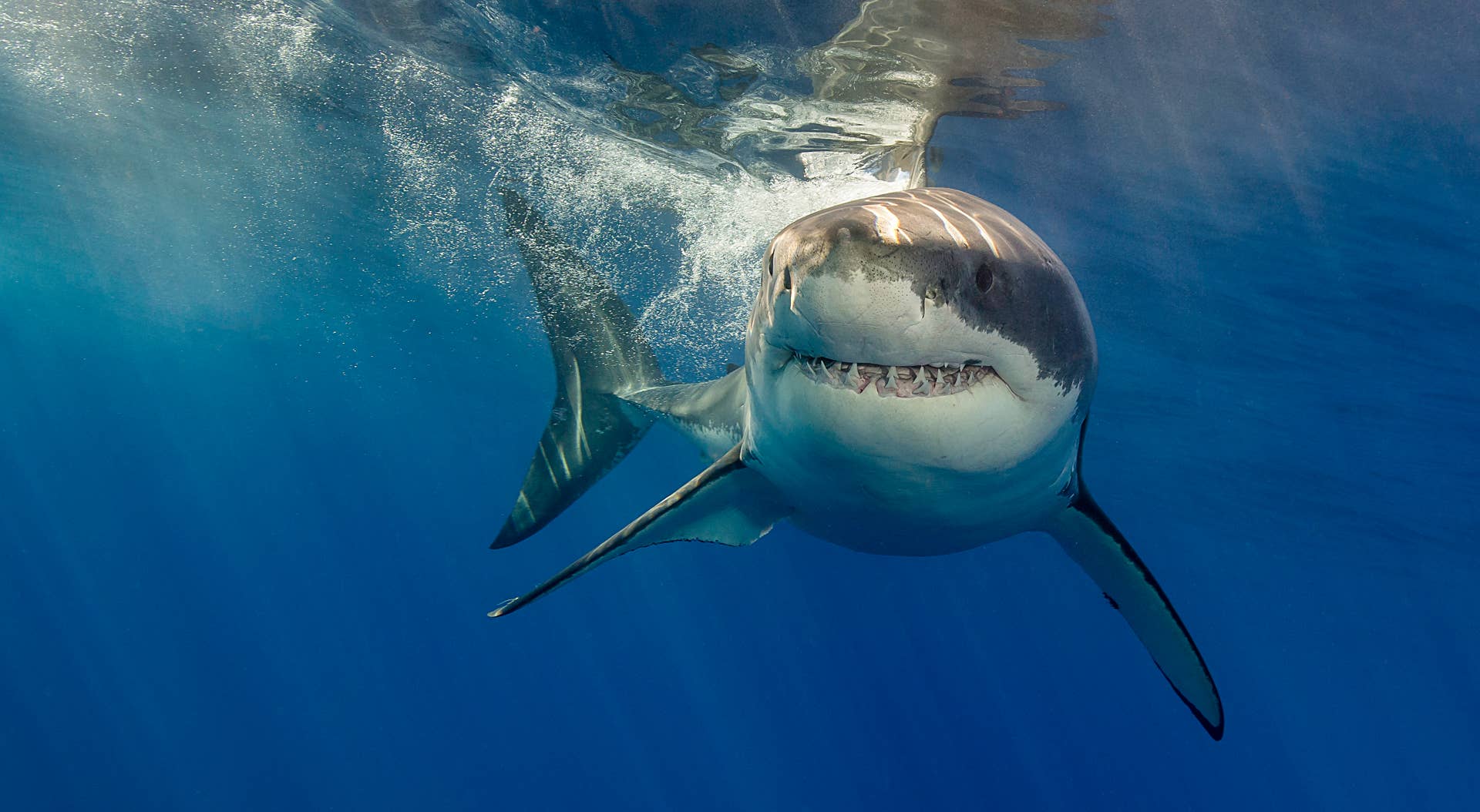 Largest Great White Shark on Record Headed for Vacation Hotspot