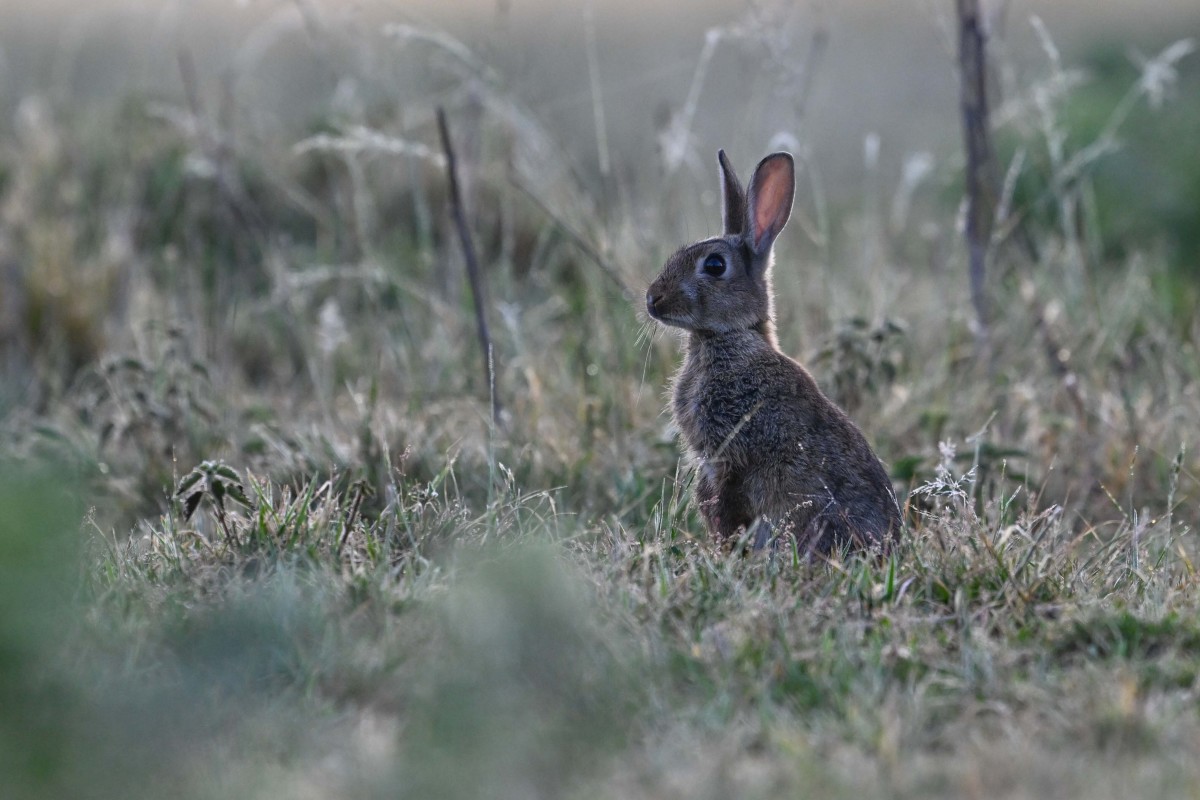 Rabbits With 'Tentacles' & Horns Spotted in Colorado Amid Virus Fears ...