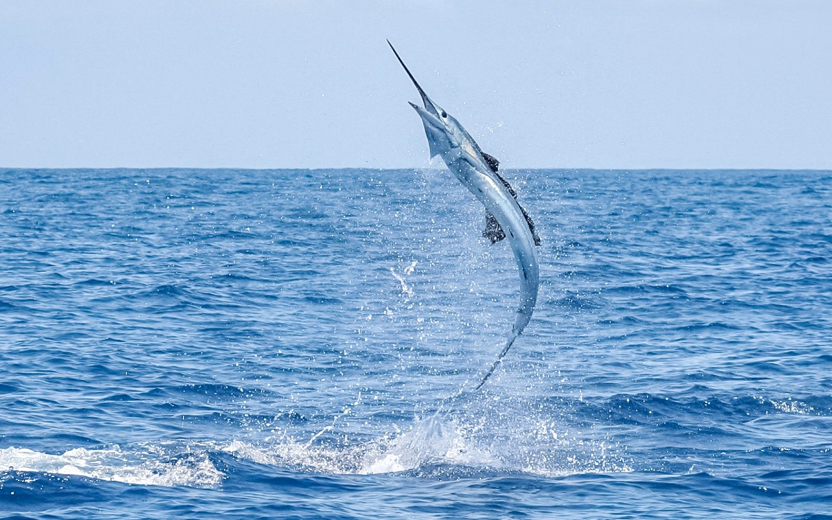 Surfer Dies in Indonesia After Being Impaled by a Swordfish - Men's Journal