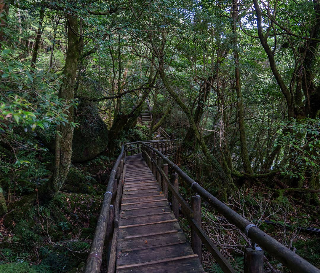 Yakushima Island Is Japan’s Version to Paradise on Earth