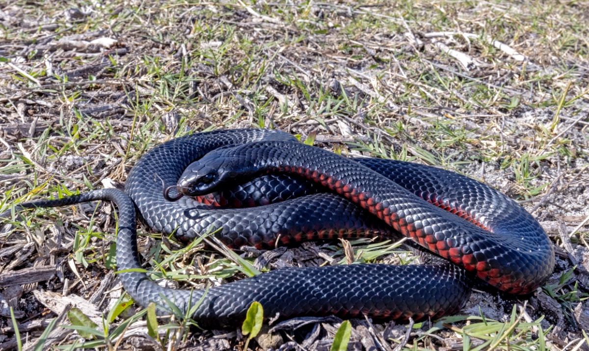 Over 100 Venomous Snakes Removed From Australia Man's Backyard