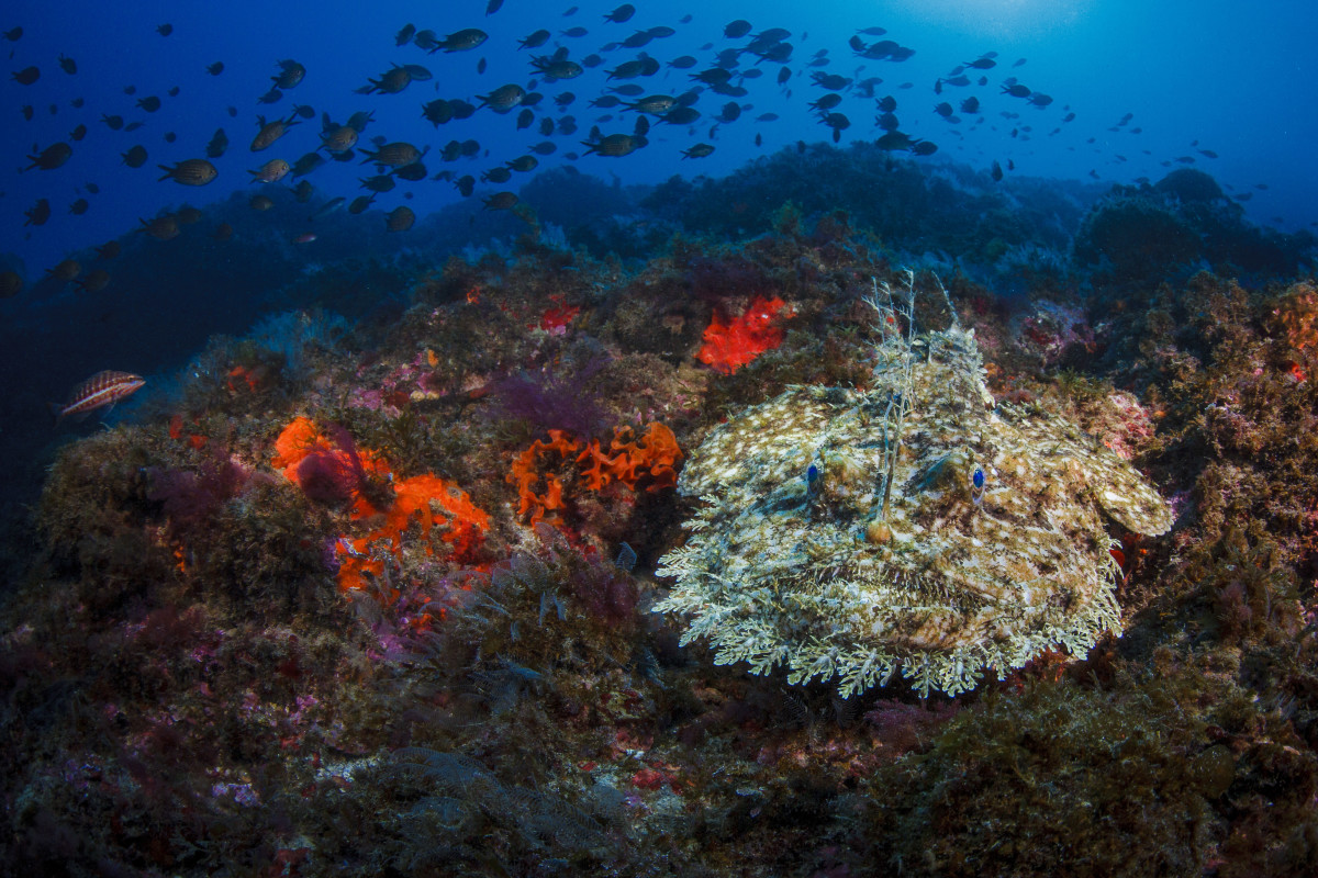 Rare Anglerfish Fish Captured for First Time Live on Camera