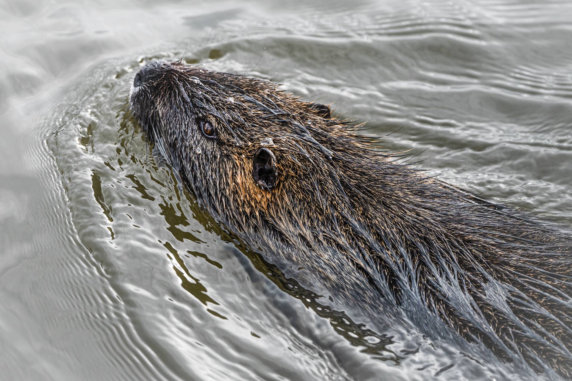 Eating Invasive Nutria to Protect Environment