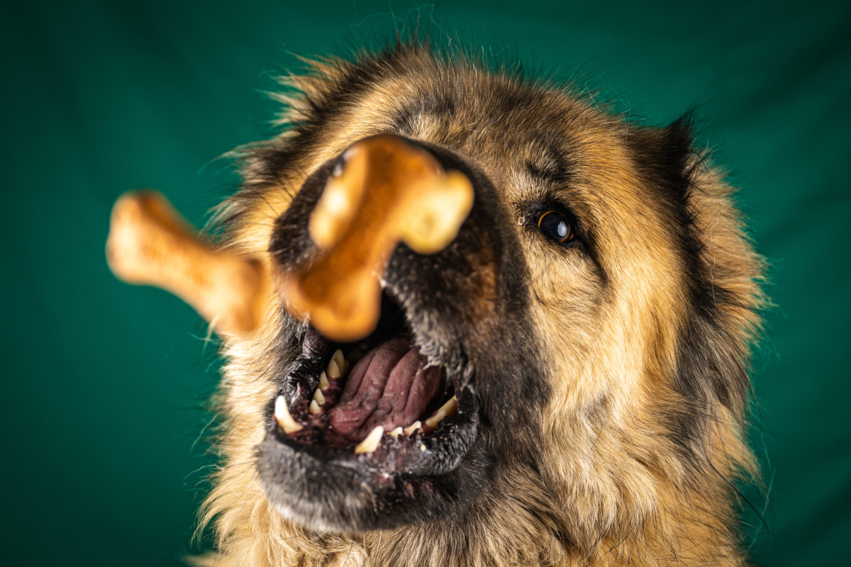 Caucasian Ovcharka Teeth