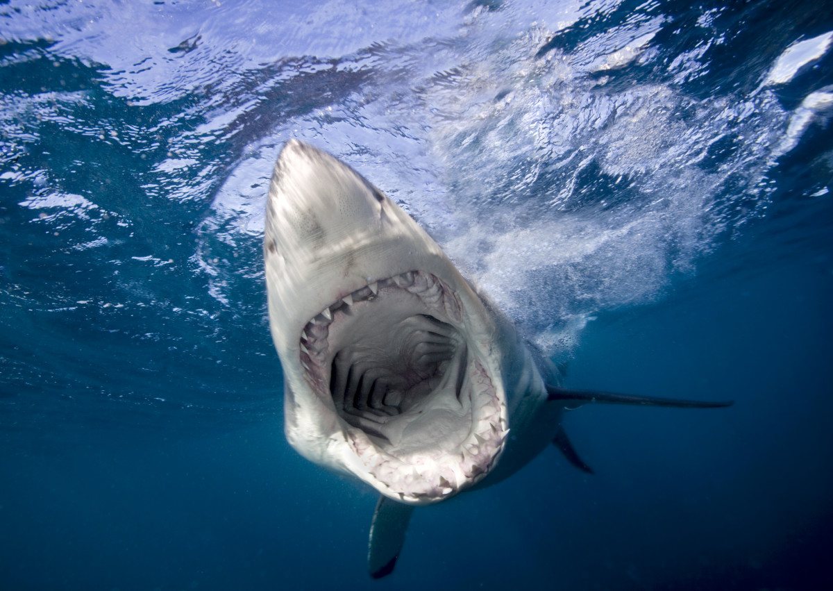 Fishermen Reel in Massive Great White Shark on Popular Beach