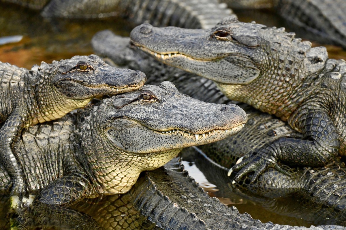Wild Video Shows Rare, Bloody Battle Between Alligator and Crocodile