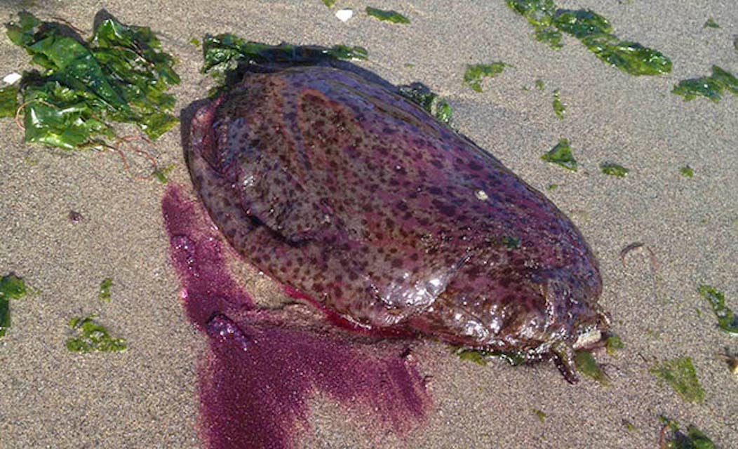 Giant purple blob invasion in S.F. Bay ... | GrindTV.com - Men's Journal