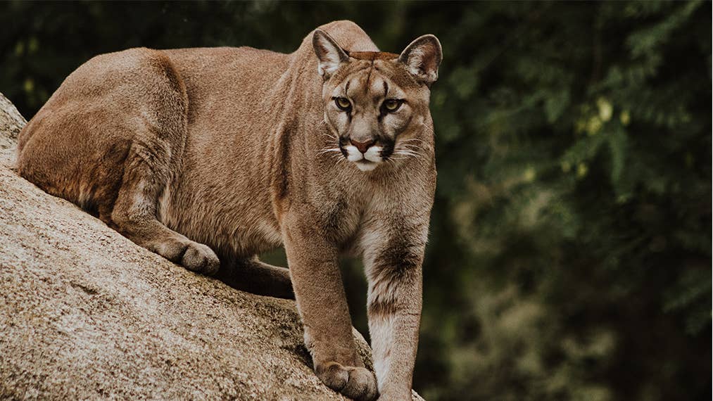 After Being Attacked, Colorado Trail Runner Suffocates Mountain Lion in ...