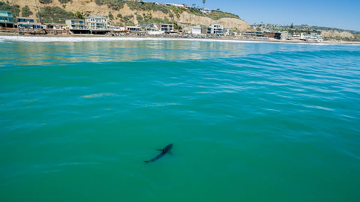 5 possible reasons for the increased shark activity in Southern ...