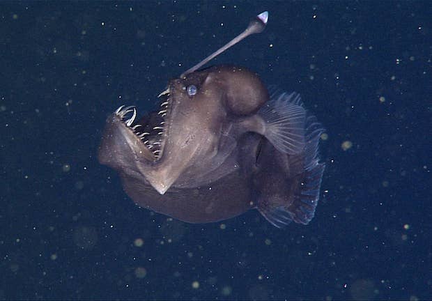 Deep-sea anglerfish captured off Monterey - Men's Journal