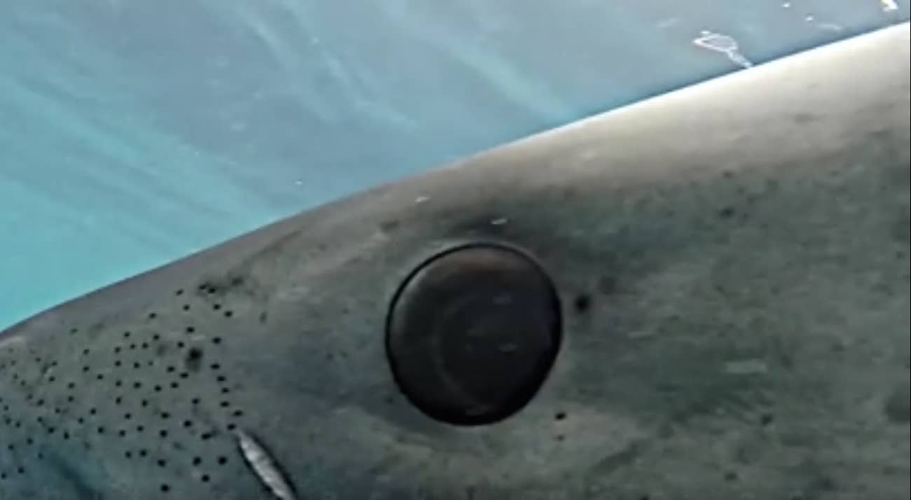 The eerily beautiful moment a great white shark looks you in the eye ...